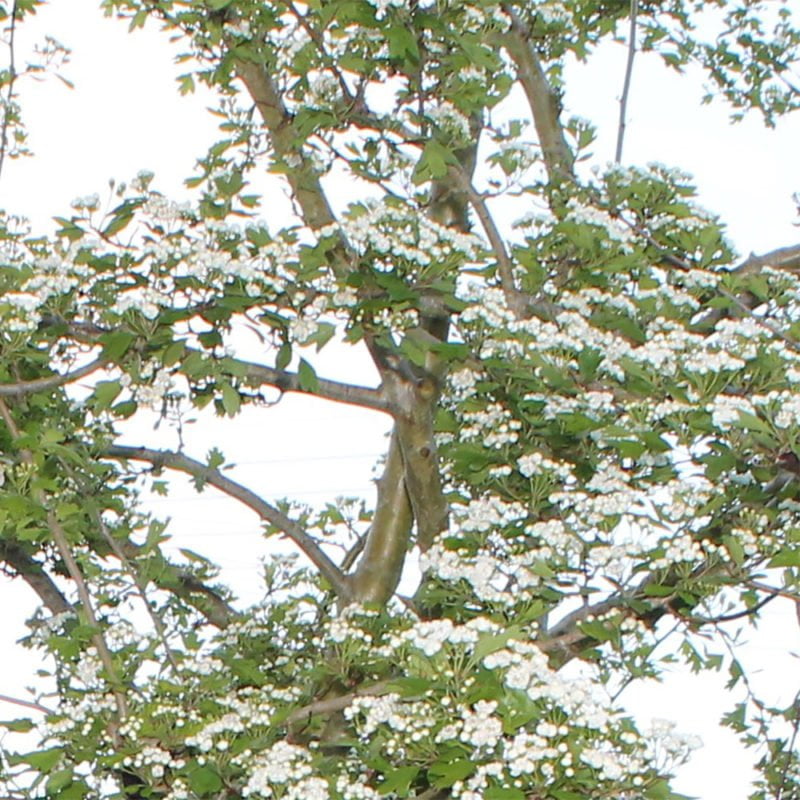 Hawthorn Wood Paint – Thorndown Paints – Wood Paints, Glass Paints